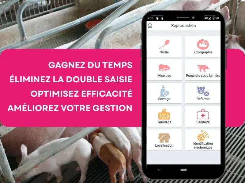Pig'UP logiciel de gestion d'élevage porcin - SIGA